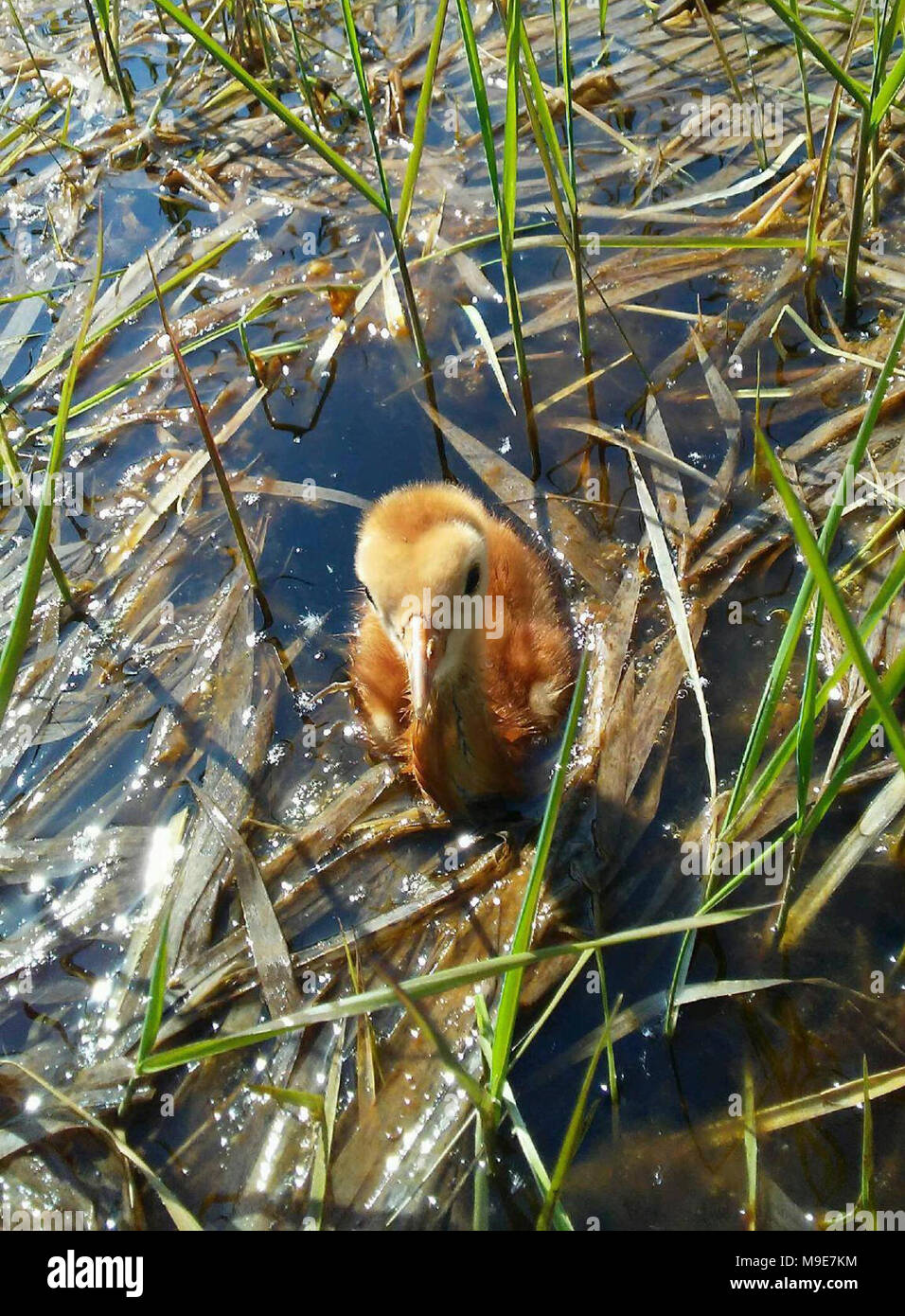 Sandhill Crane Colt Stock Photo - Alamy