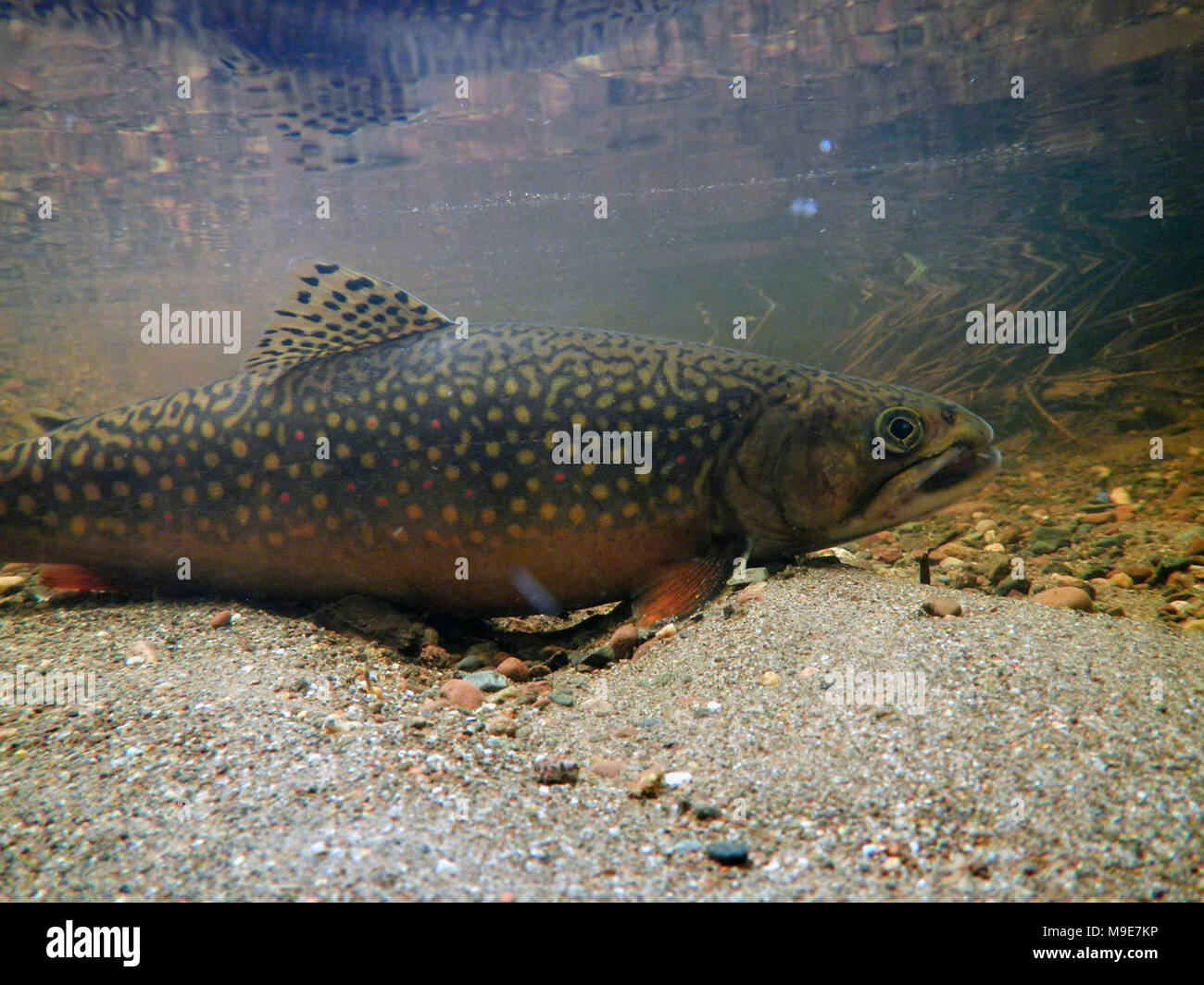 Trout fishing michigan hi-res stock photography and images - Alamy