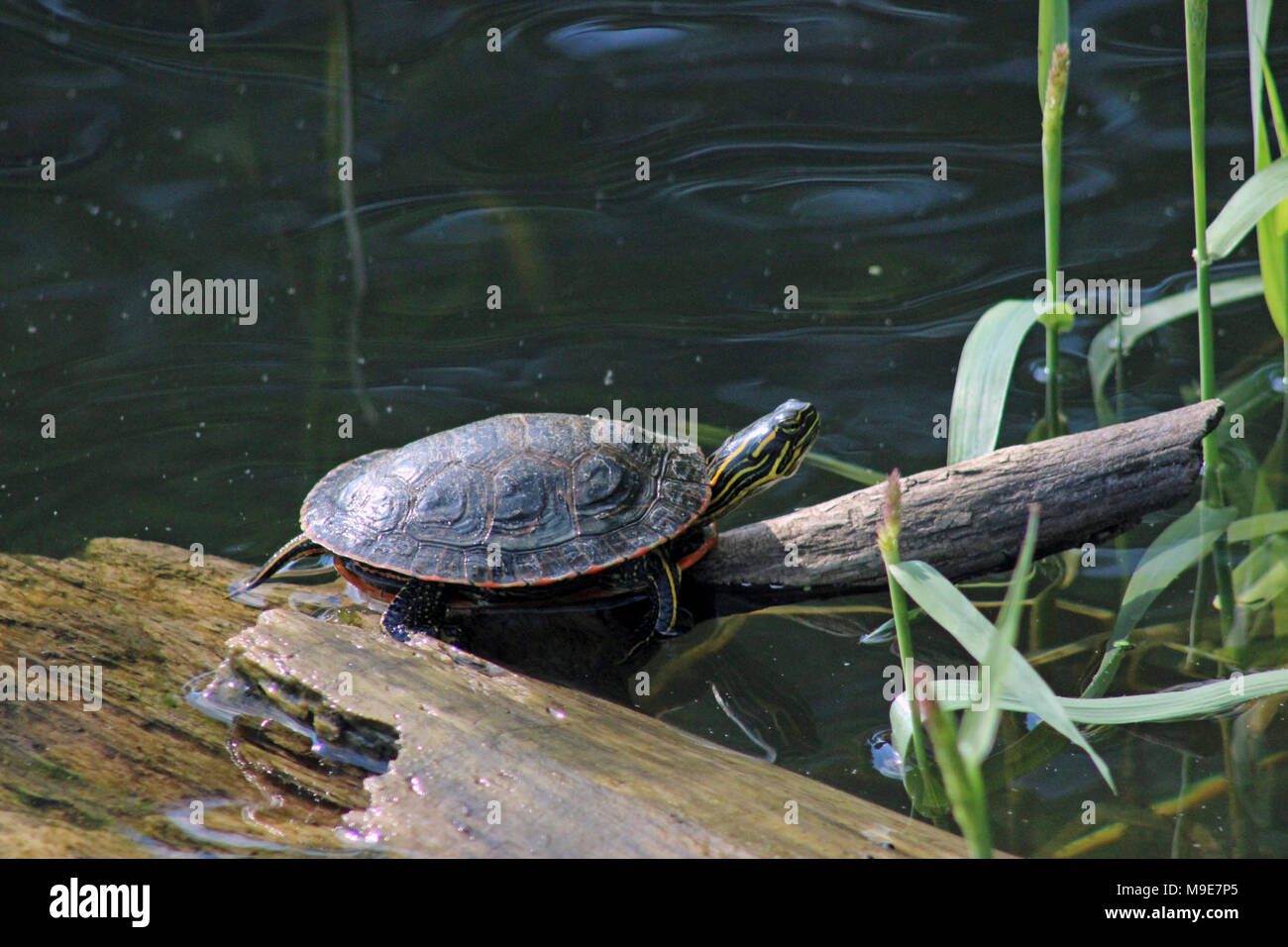 Painted turtle habitat image hi-res stock photography and images - Alamy