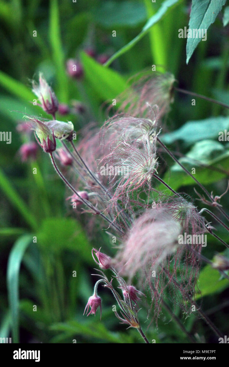 Prairie smoke native plant hi-res stock photography and images - Alamy