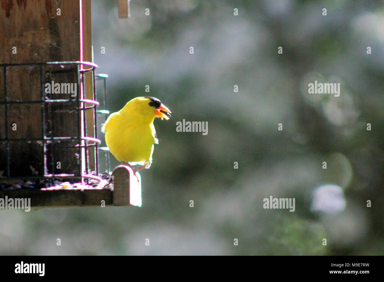 American goldfinch minnesota hi-res stock photography and images - Alamy