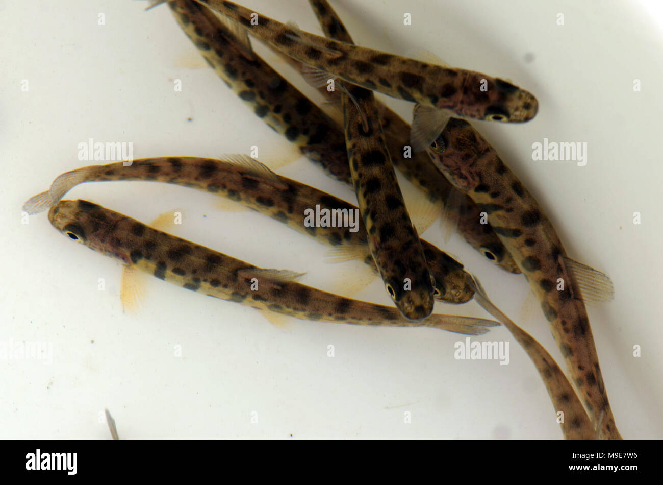 Young trout hatchery hi-res stock photography and images - Alamy