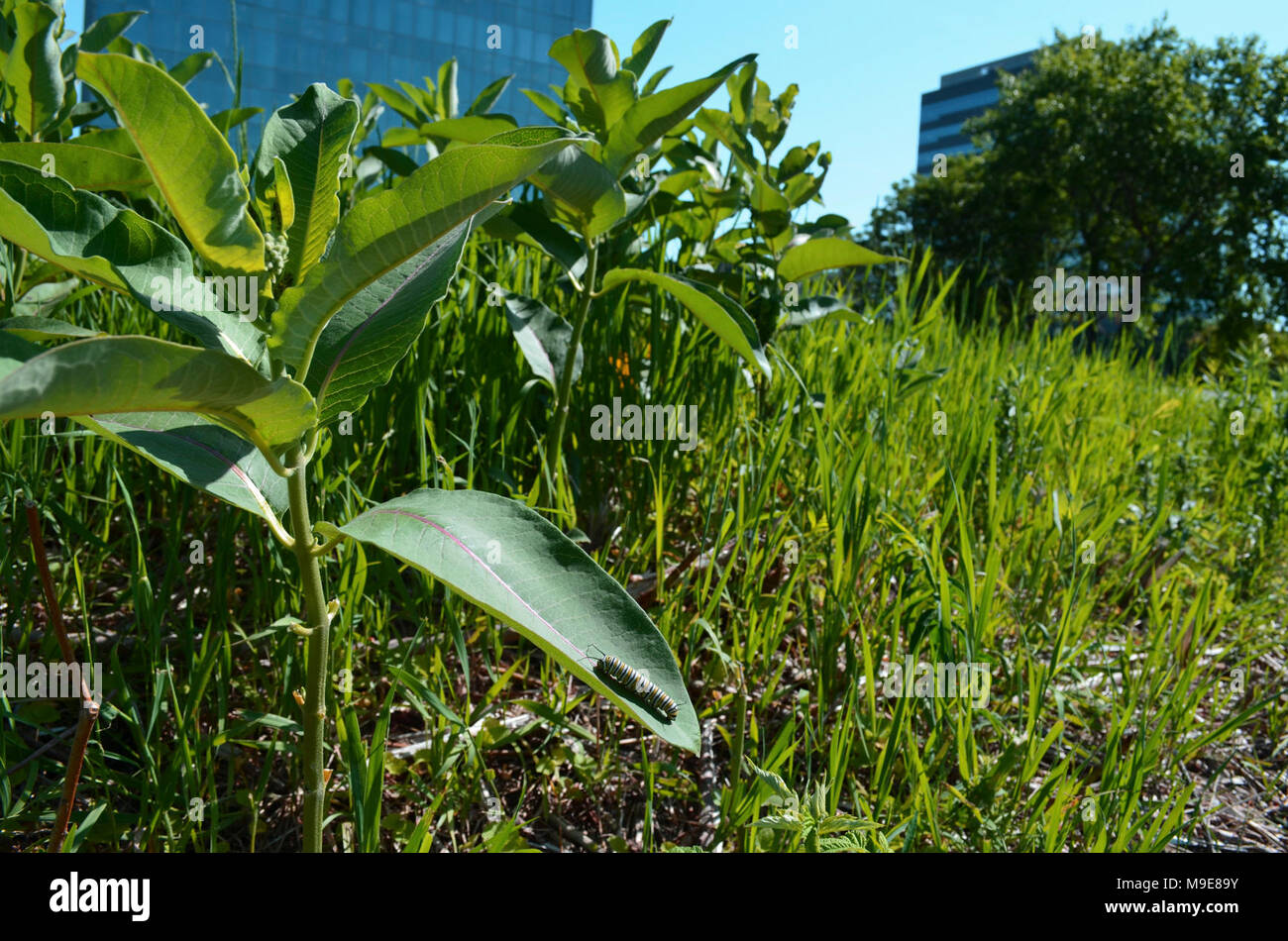 Urban monarch caterpillar Stock Photo - Alamy