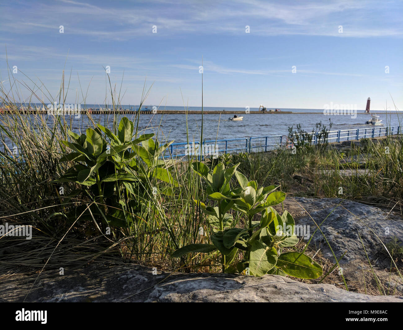 Michigan native plants hi-res stock photography and images - Alamy