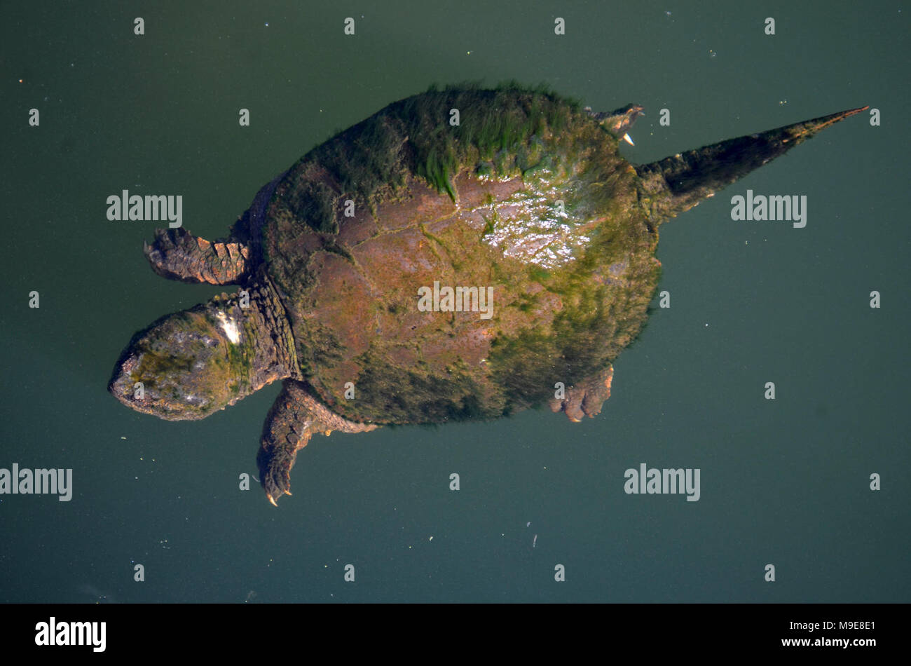 Snapping Turtles In Water High Resolution Stock Photography and Images ...