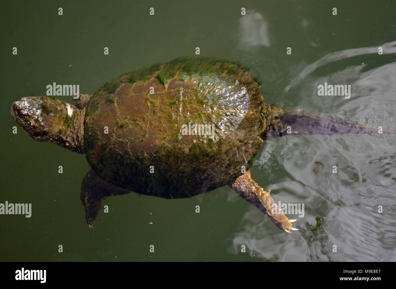 Snapping turtles in water hi-res stock photography and images - Alamy