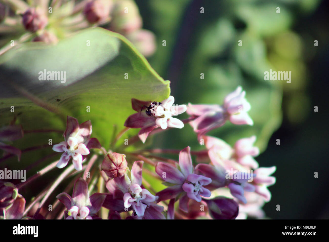 Ant Pollinating Common Milkweed Stock Photo - Alamy