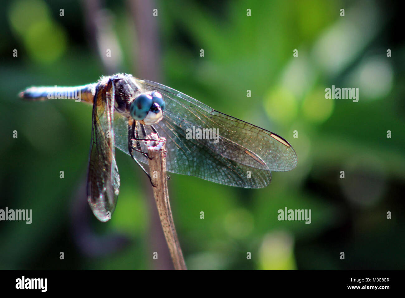 Minnesota dragonfly hi-res stock photography and images - Alamy