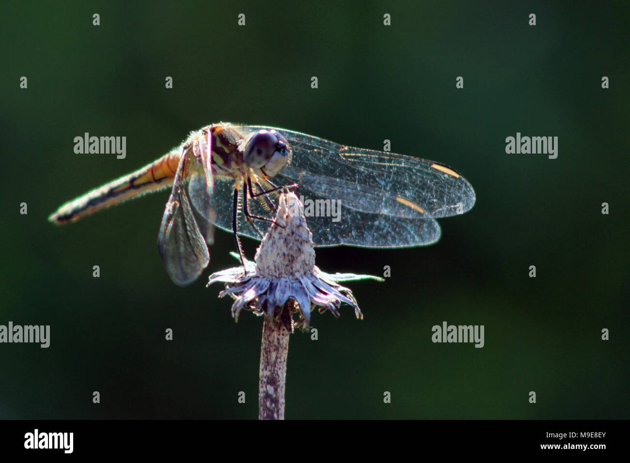 Female Blue Dasher Dragonfly Stock Photo - Alamy