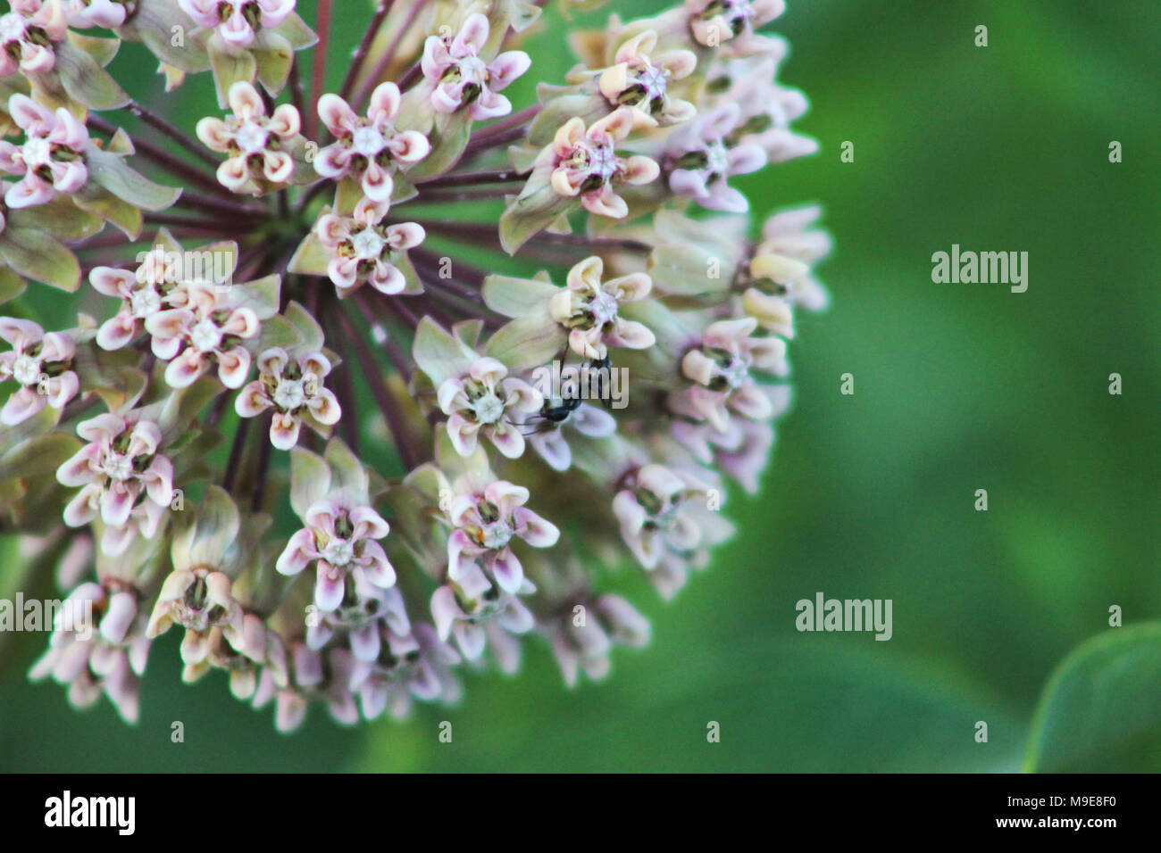 Ant Pollinating Common Milkweed Stock Photo - Alamy