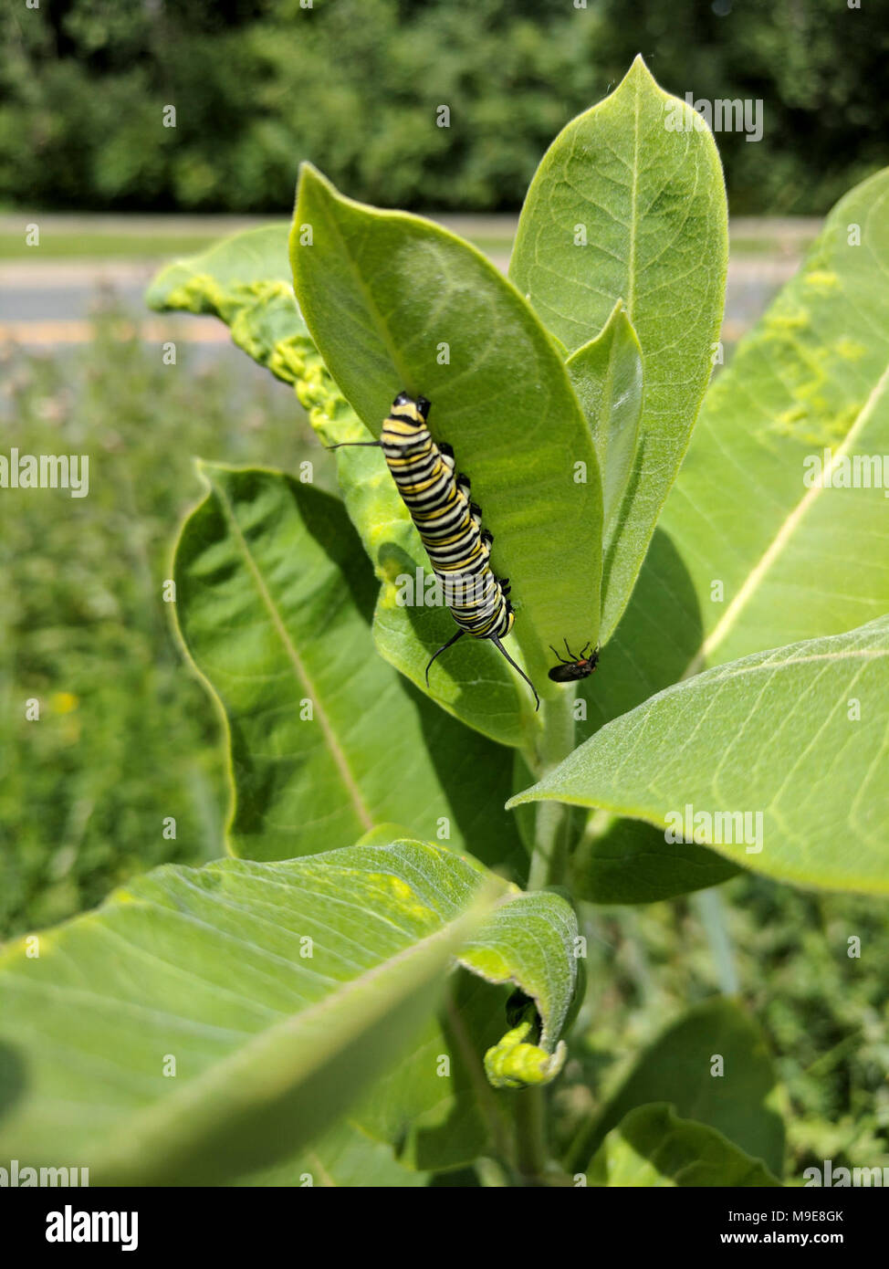 Monarch Caterpillar on Common Milkweed Stock Photo - Alamy