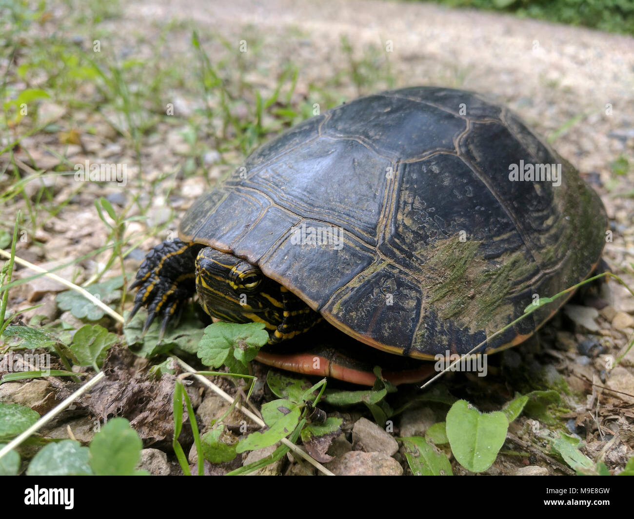 Painted turtle habitat image hi-res stock photography and images - Alamy
