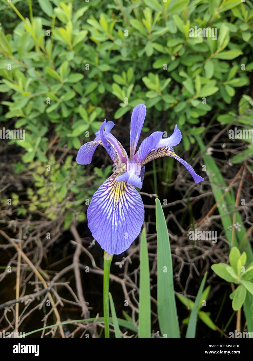 Blue Flag Wildflowers High Resolution Stock Photography and Images - Alamy