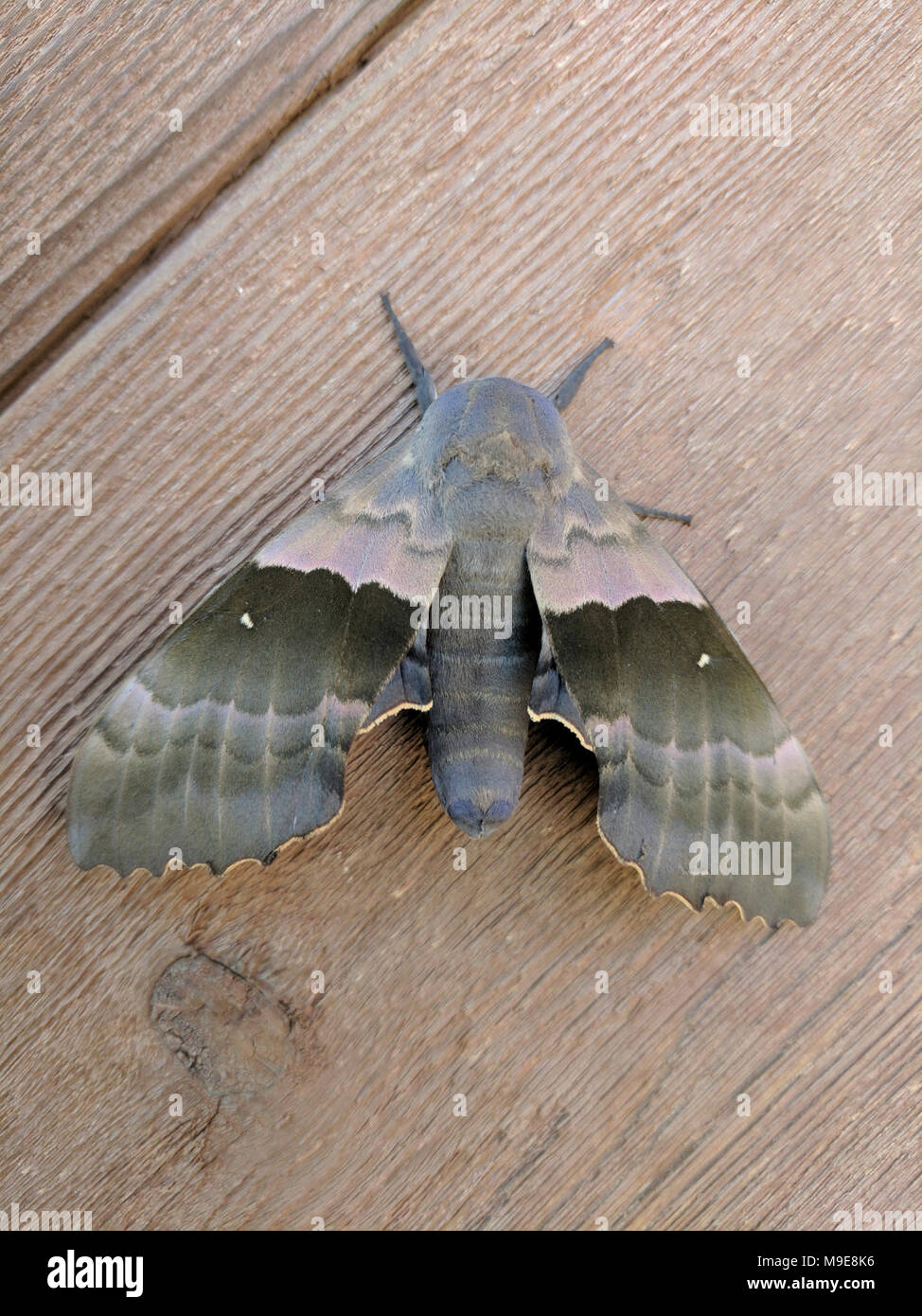 Modest sphinx moth hi-res stock photography and images - Alamy