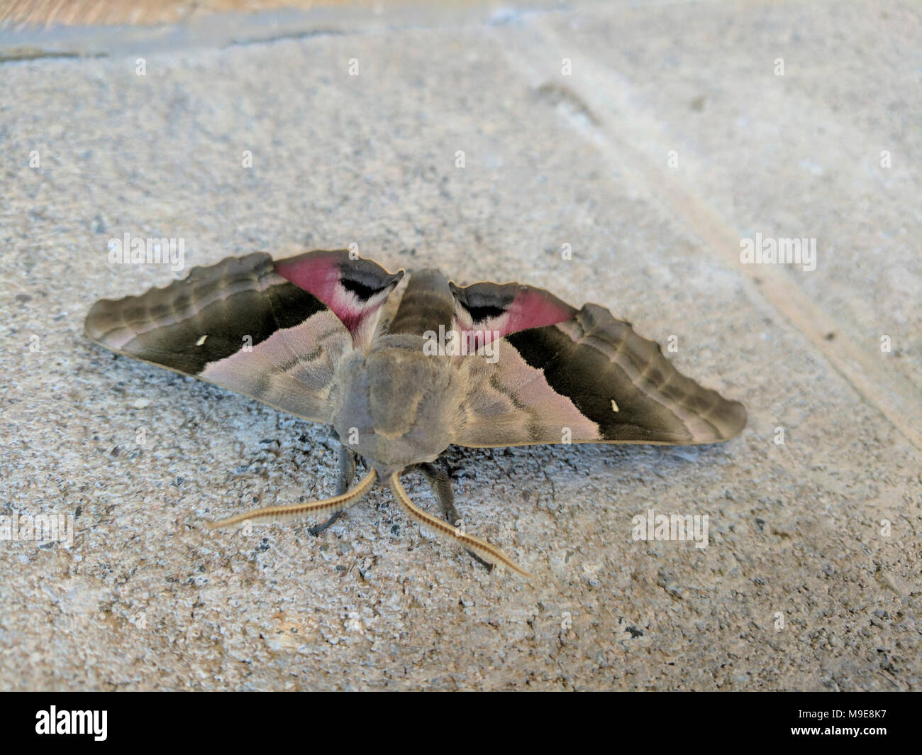 Modest Sphinx Moth Stock Photo - Alamy