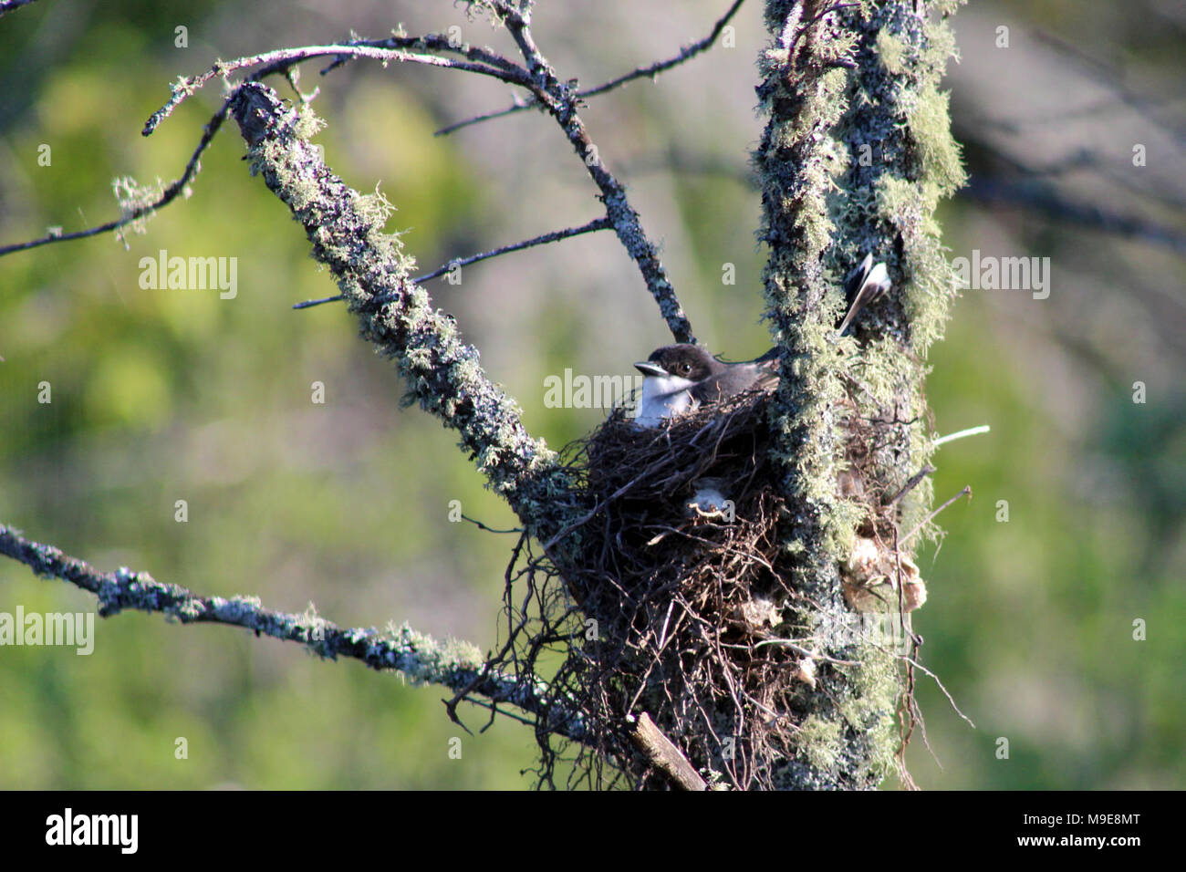 Kingbird nesting hi-res stock photography and images - Alamy