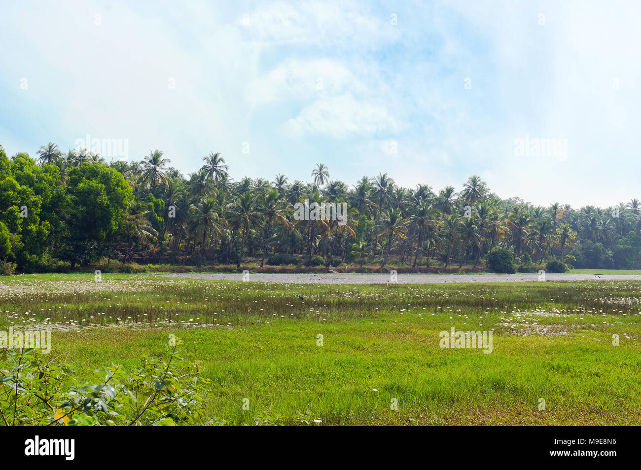 Goa Rice Field High Resolution Stock Photography and Images - Alamy