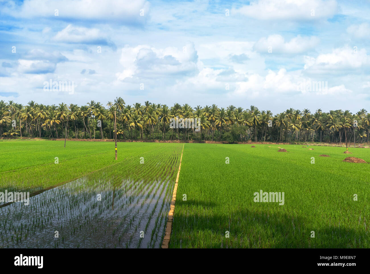 Goa rice field hi-res stock photography and images - Alamy