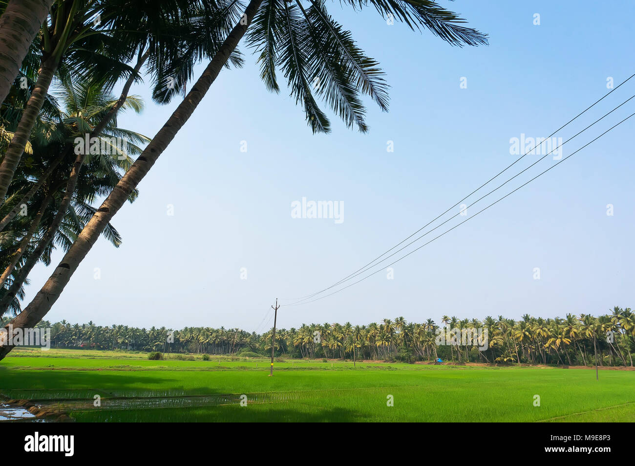 Rice cultivation on the plantation between the palm groves in the ...
