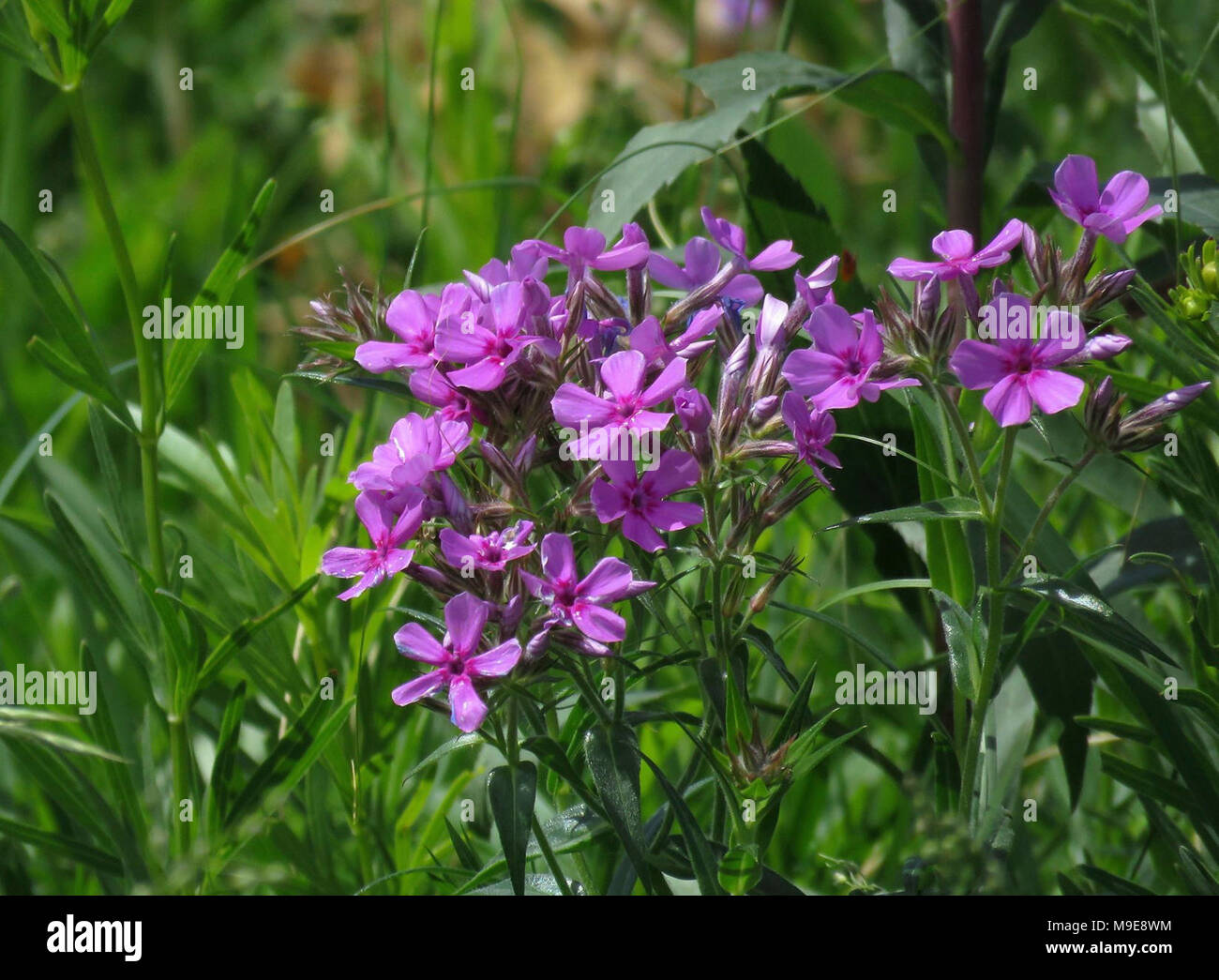 Prairie phlox hi-res stock photography and images - Alamy