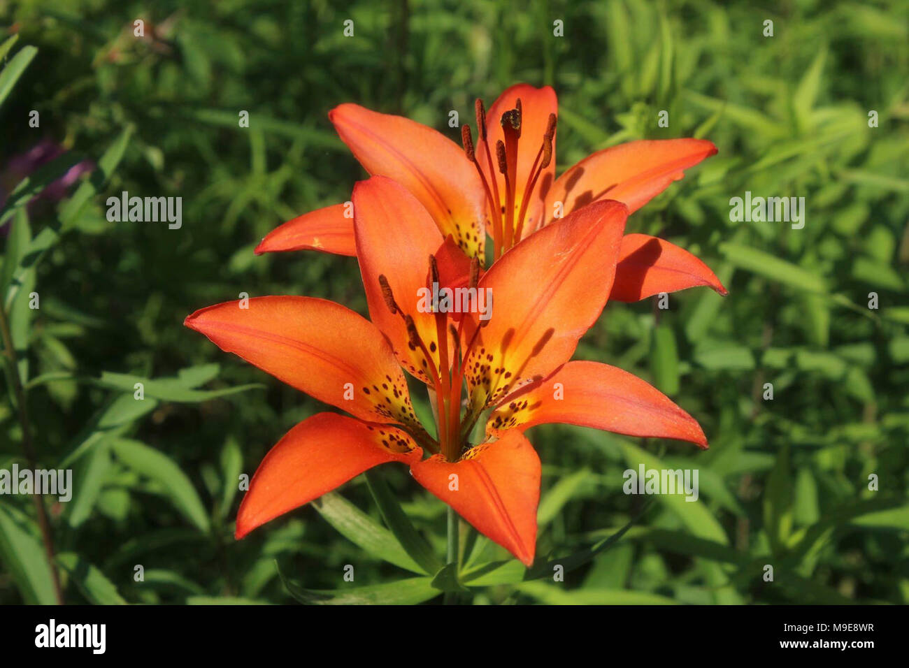 Michigan lilies hi-res stock photography and images - Alamy