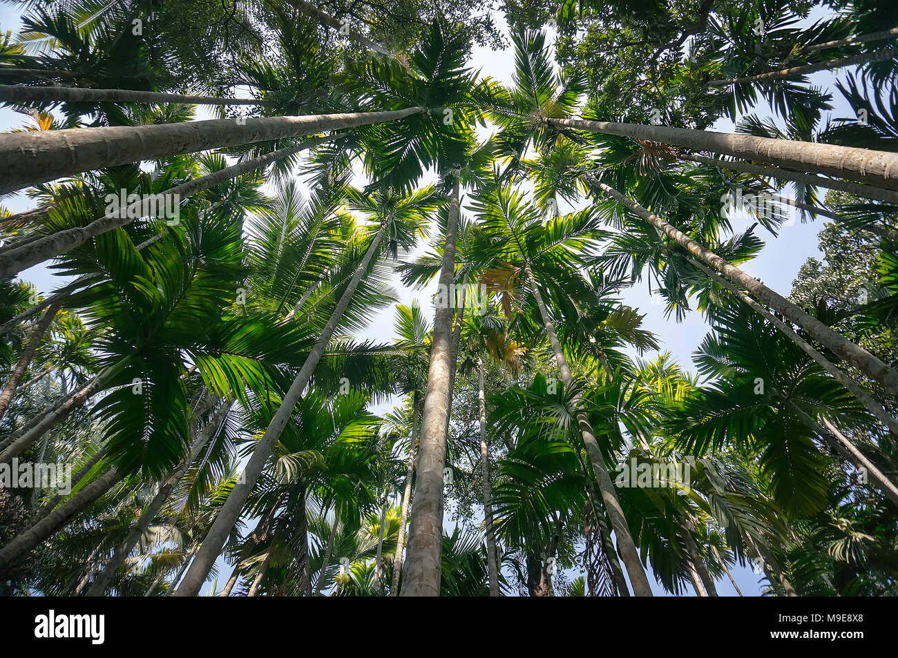 Green tall palm trees tower against the blue sky. A thick palm forest ...