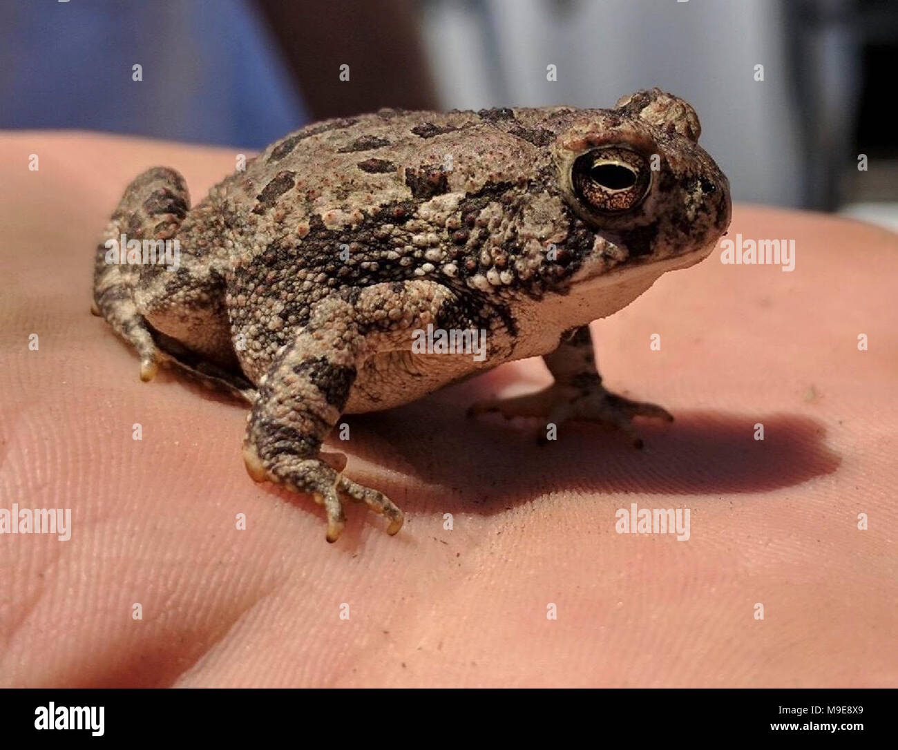 Fowlers toads hi-res stock photography and images - Alamy