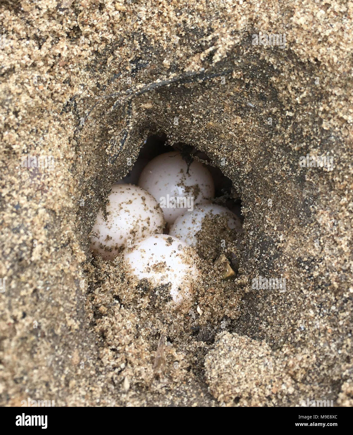 Mississippi river turtle hi-res stock photography and images - Alamy