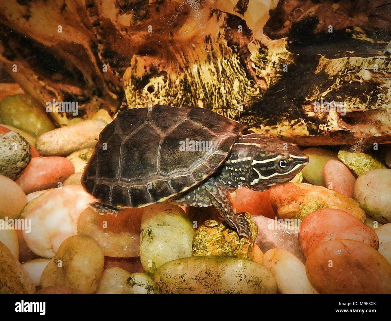 Eastern Musk Turtle Stock Photo - Alamy