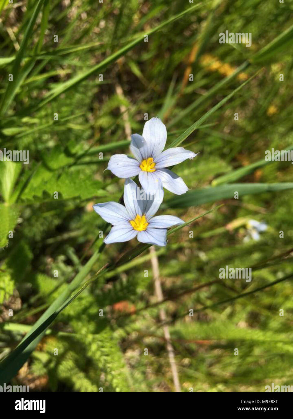 Prairie blue-eyed grass Stock Photo - Alamy