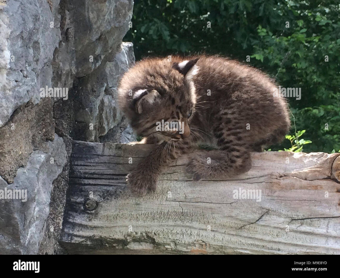 Baby bobcats hi-res stock photography and images - Alamy