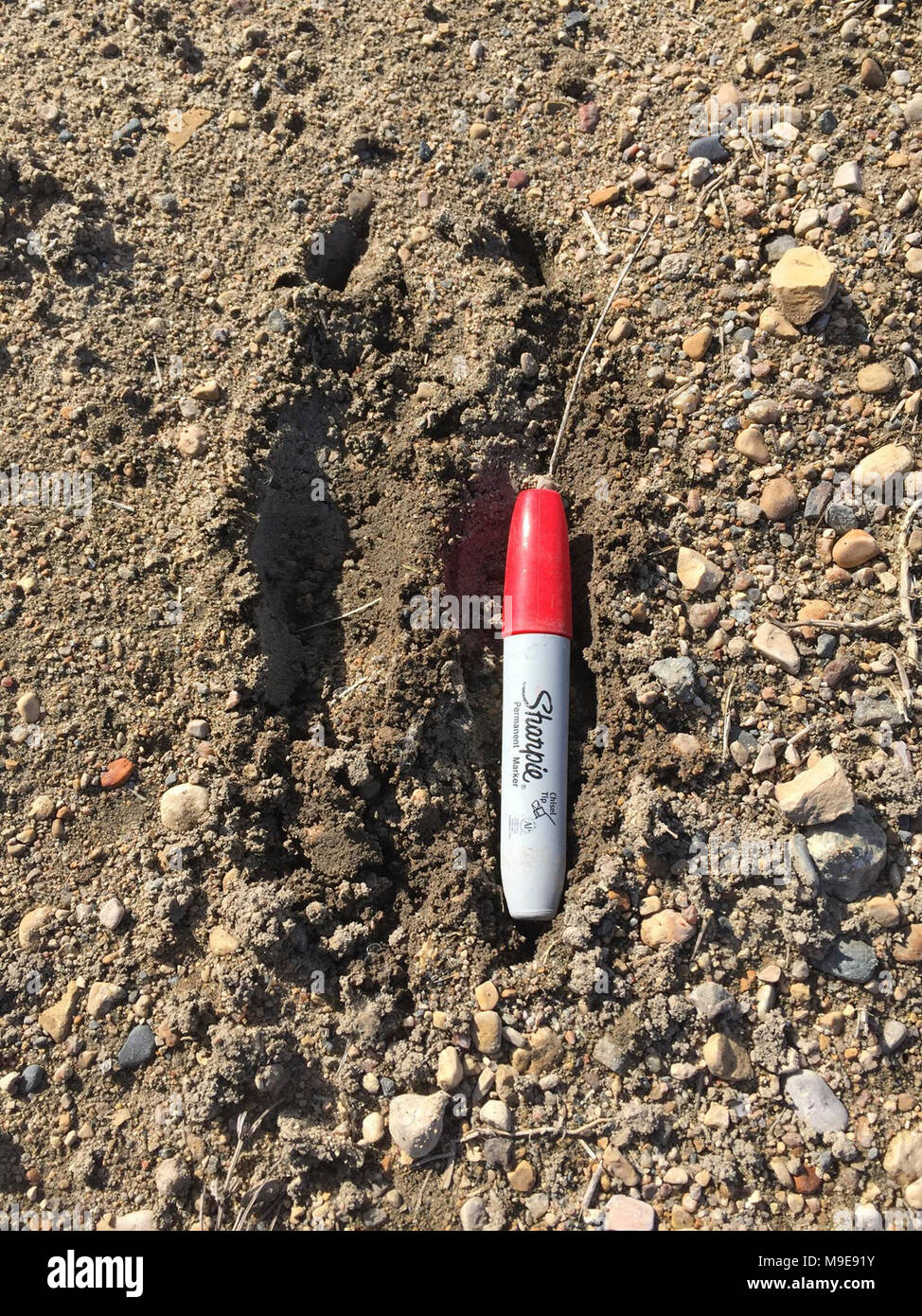 Moose tracks hi-res stock photography and images - Alamy