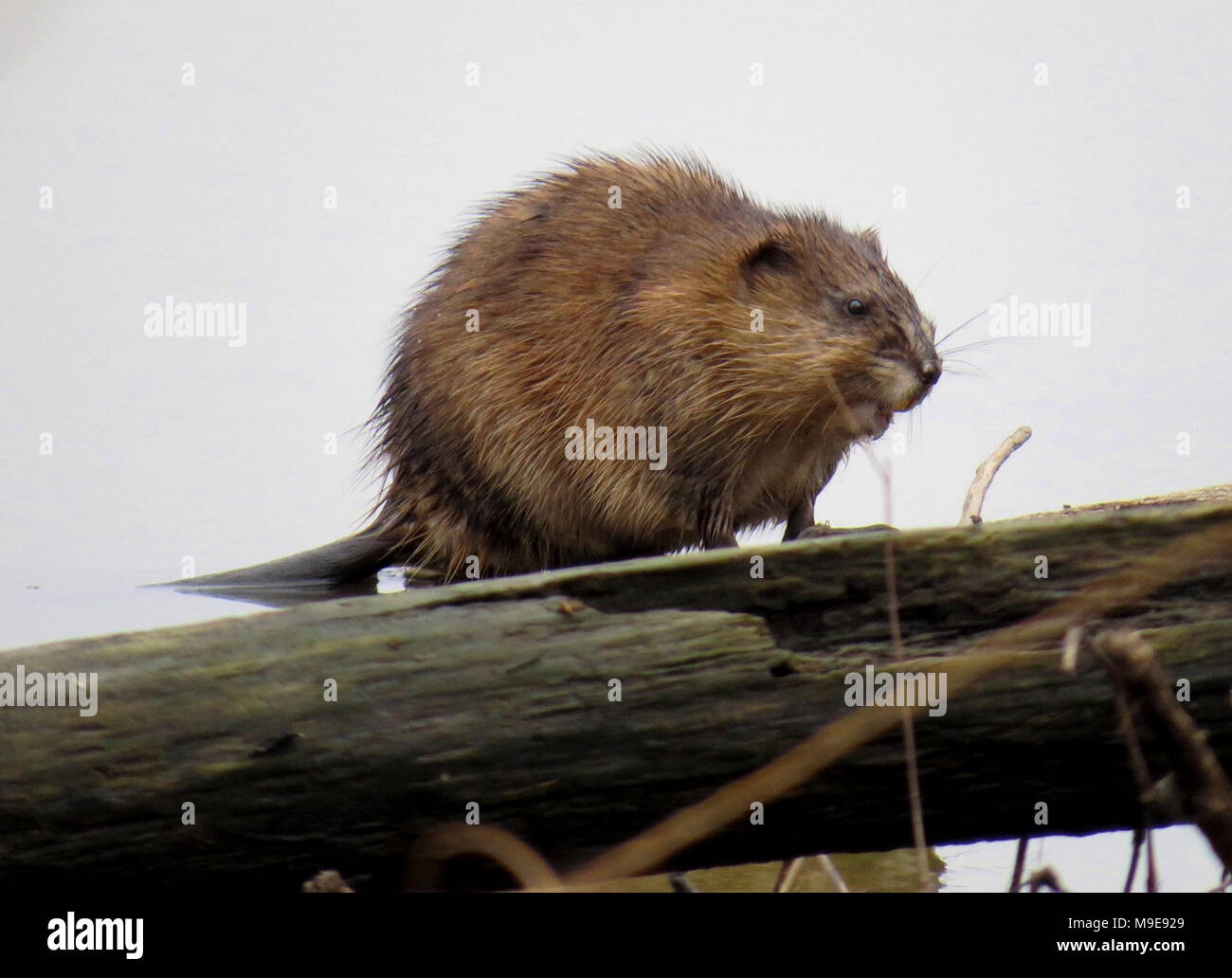 Muskrat habitat photo hi-res stock photography and images - Alamy