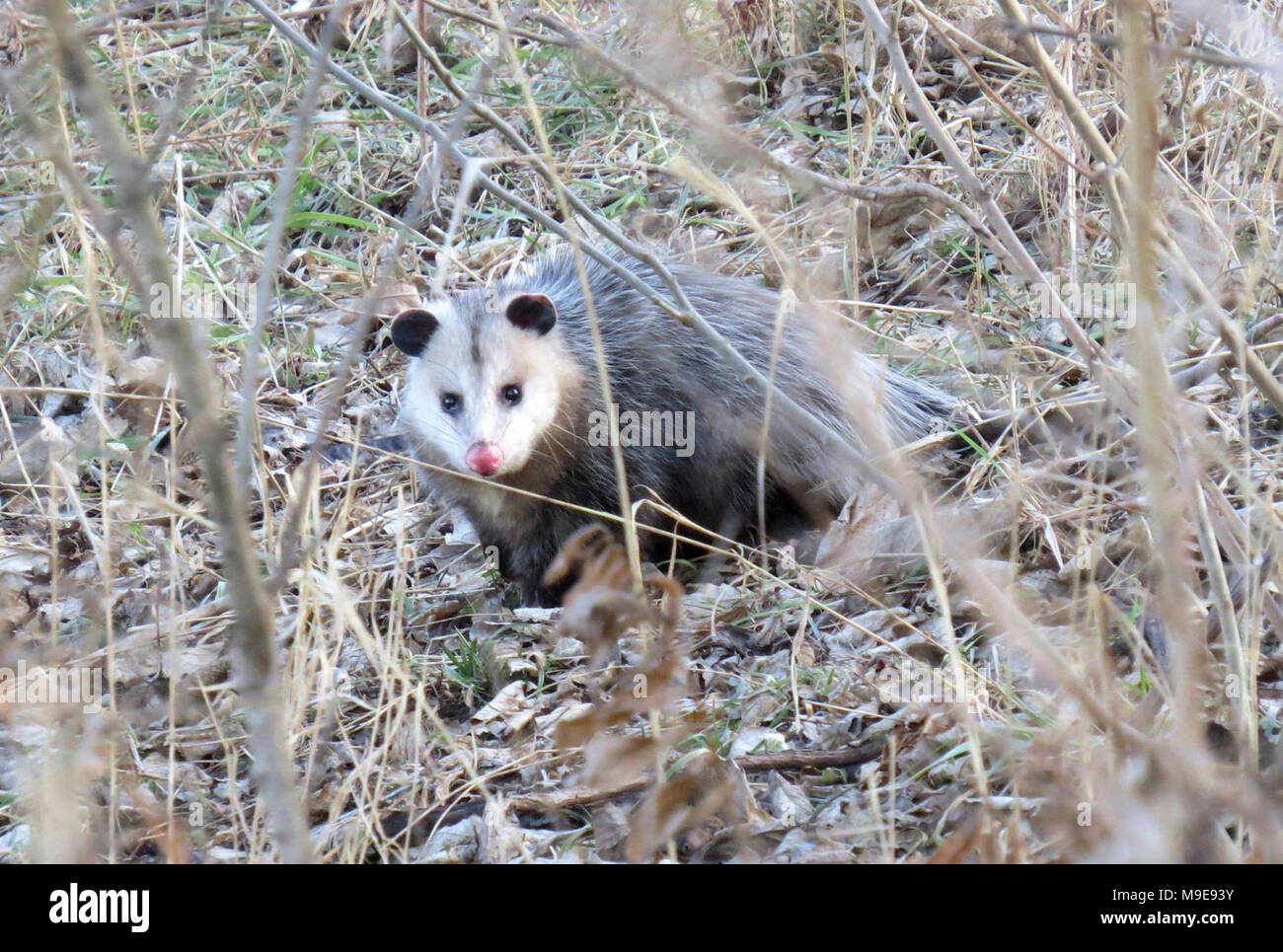 Opossum world hi-res stock photography and images - Alamy