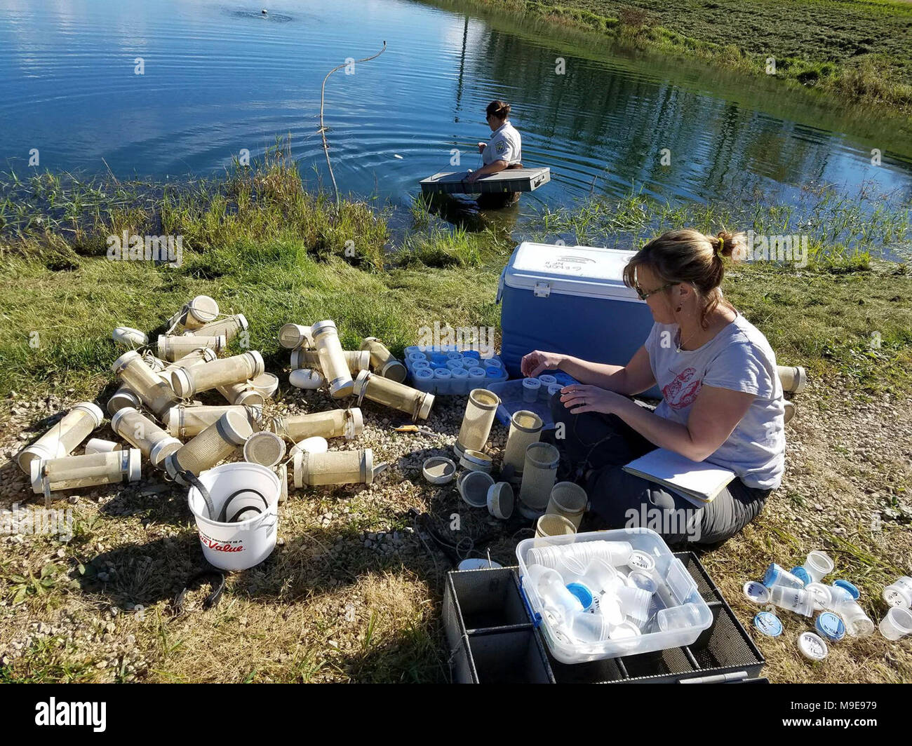 Preparing Hine's Emerald Dragonfly Larvae for Winter Stock Photo - Alamy
