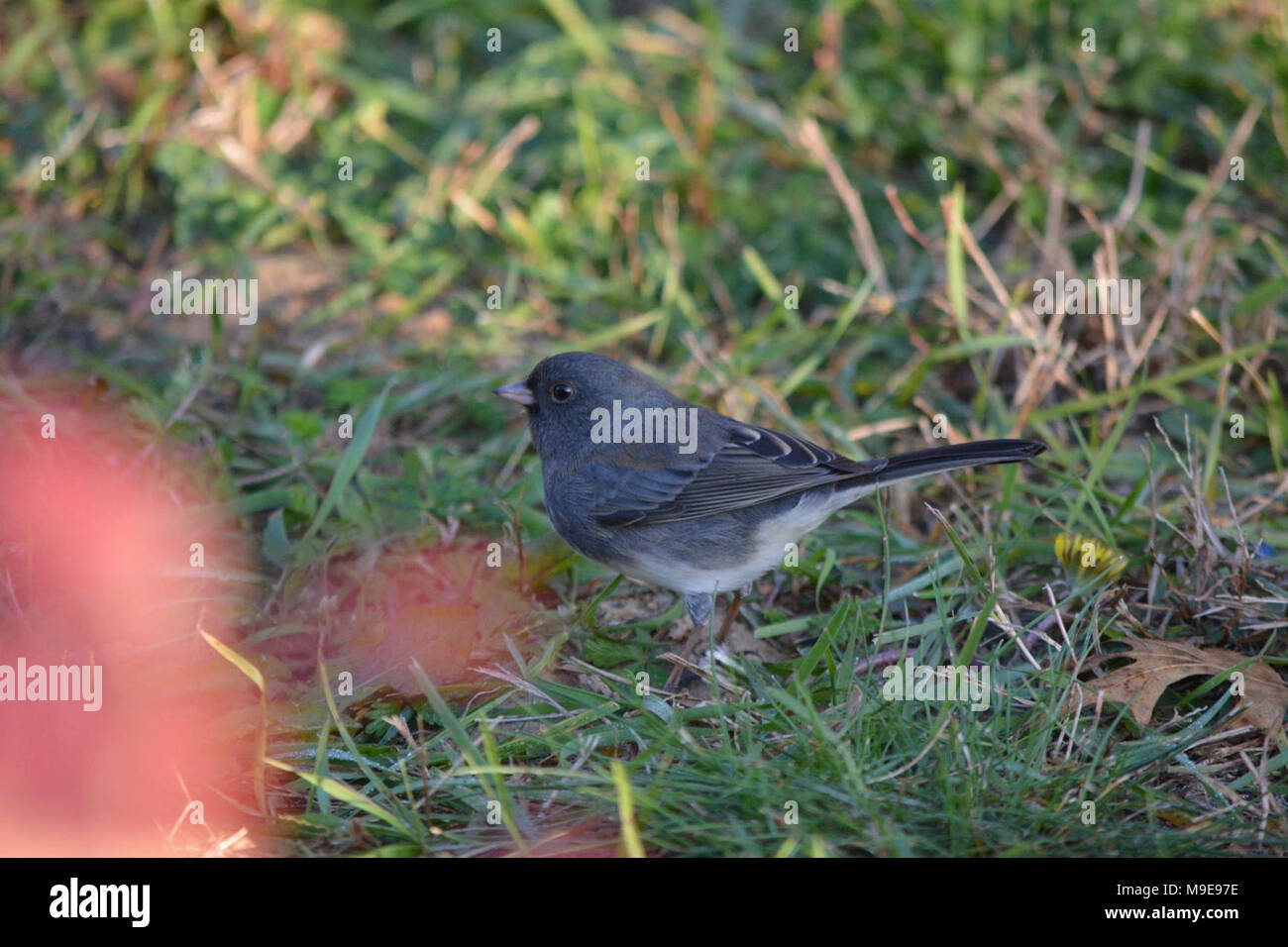 Junco education bird photo image hi-res stock photography and images ...
