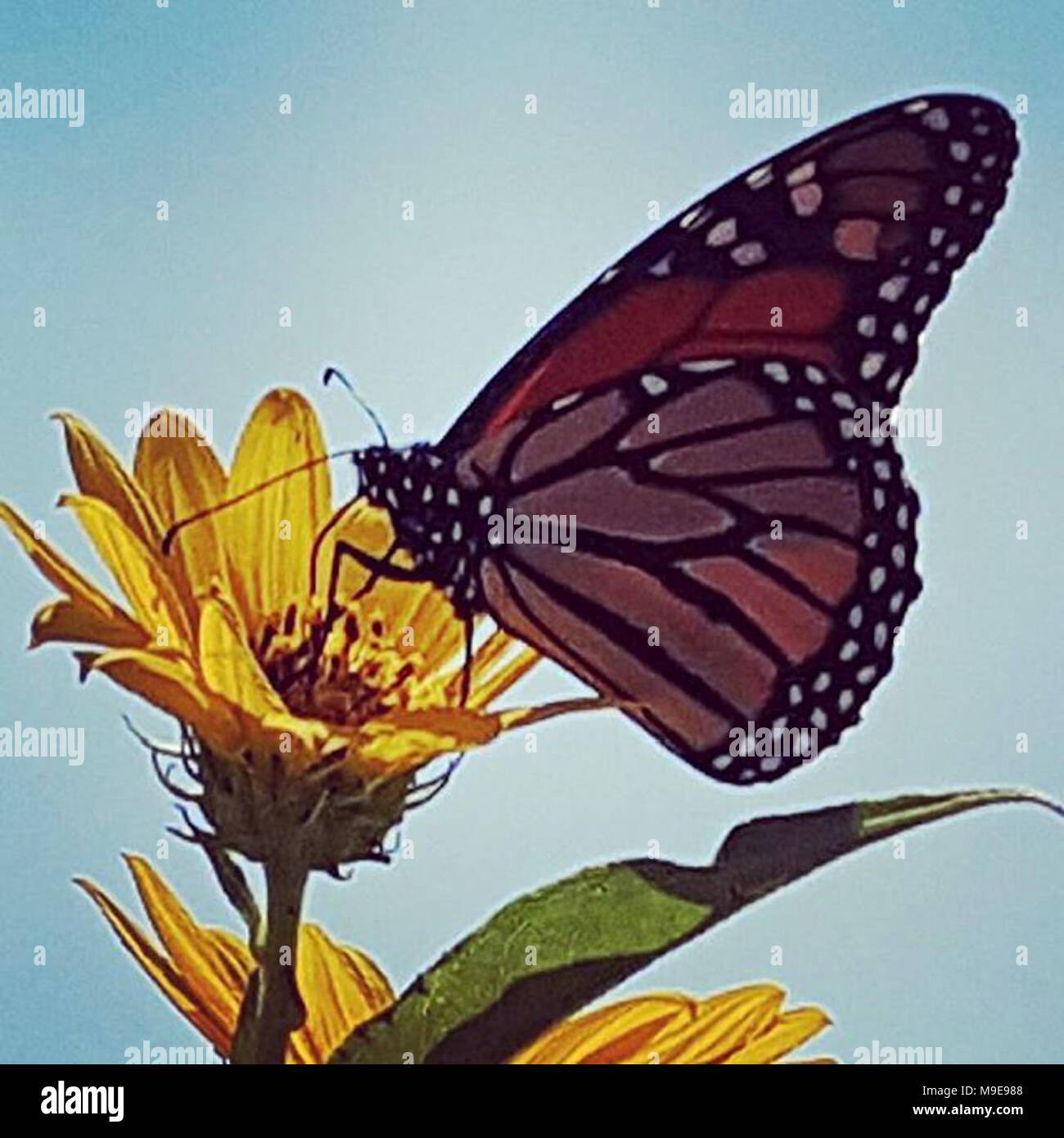 Monarch Butterfly in Texas Stock Photo - Alamy