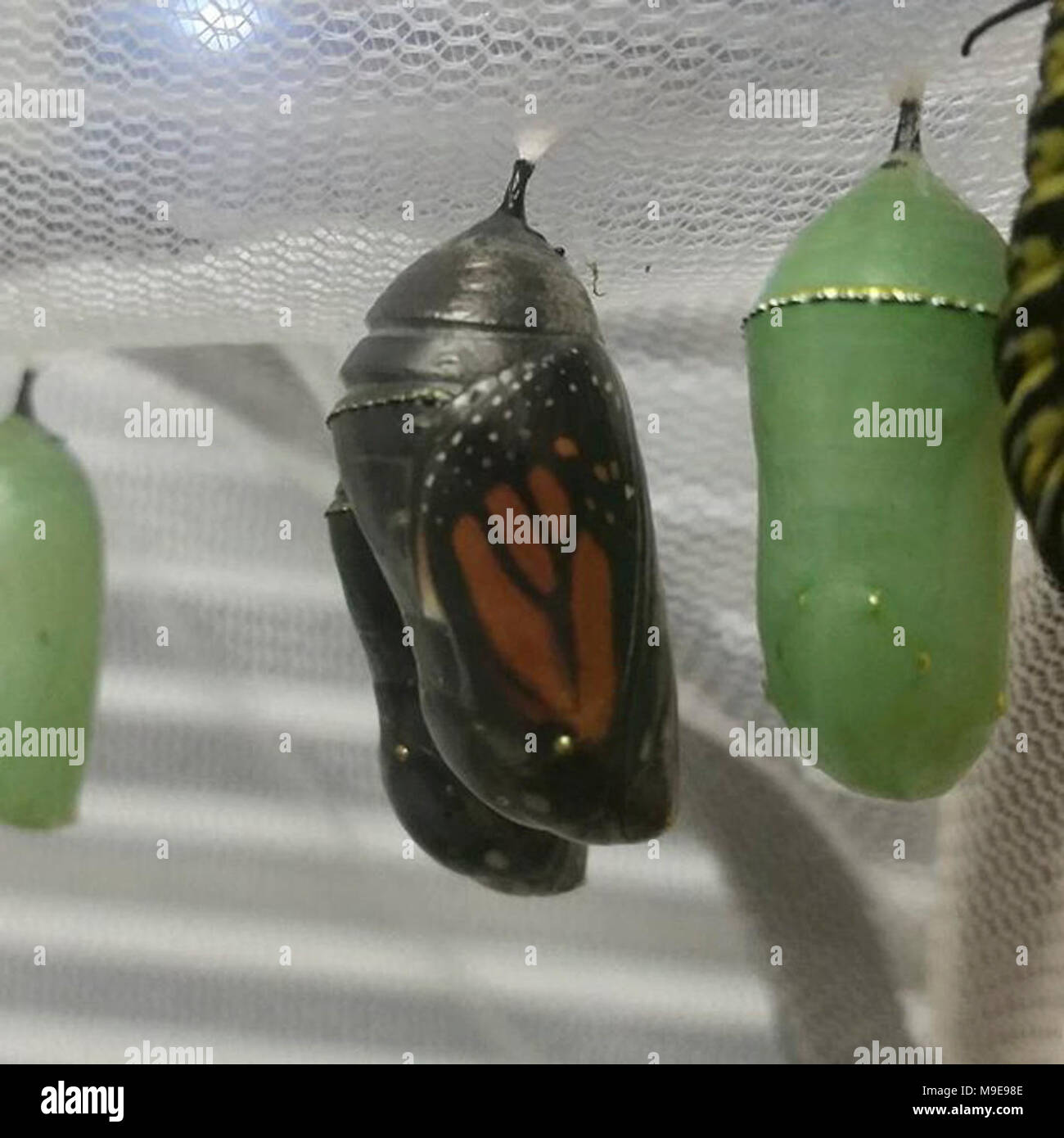 Monarch Chrysalises in New York Stock Photo - Alamy