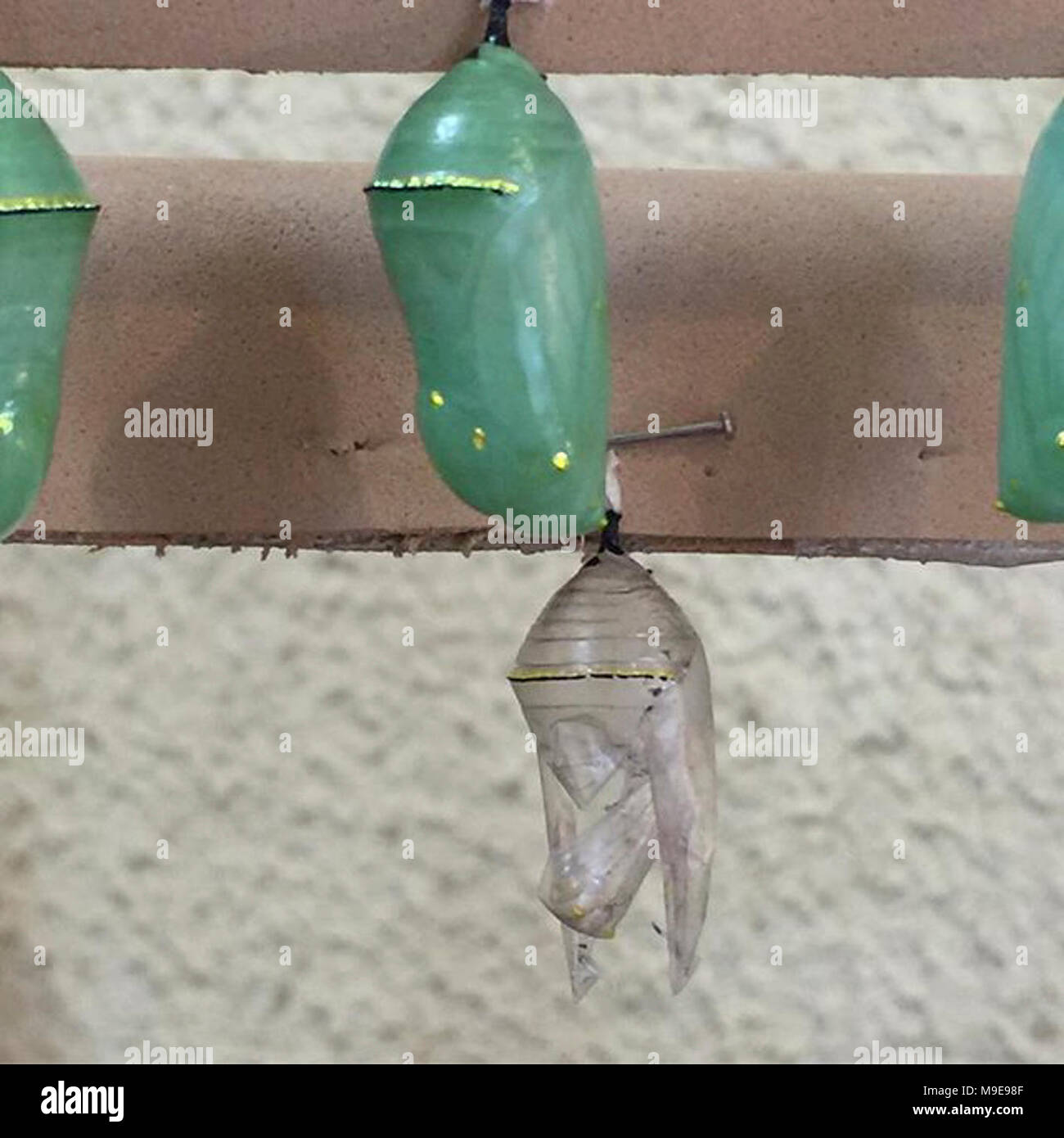 Monarch Chrysalises in Mexico Stock Photo - Alamy