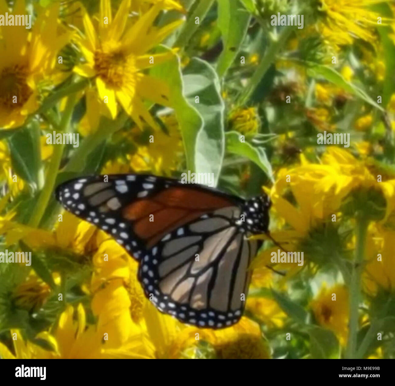 Monarch Butterfly in Texas Stock Photo - Alamy
