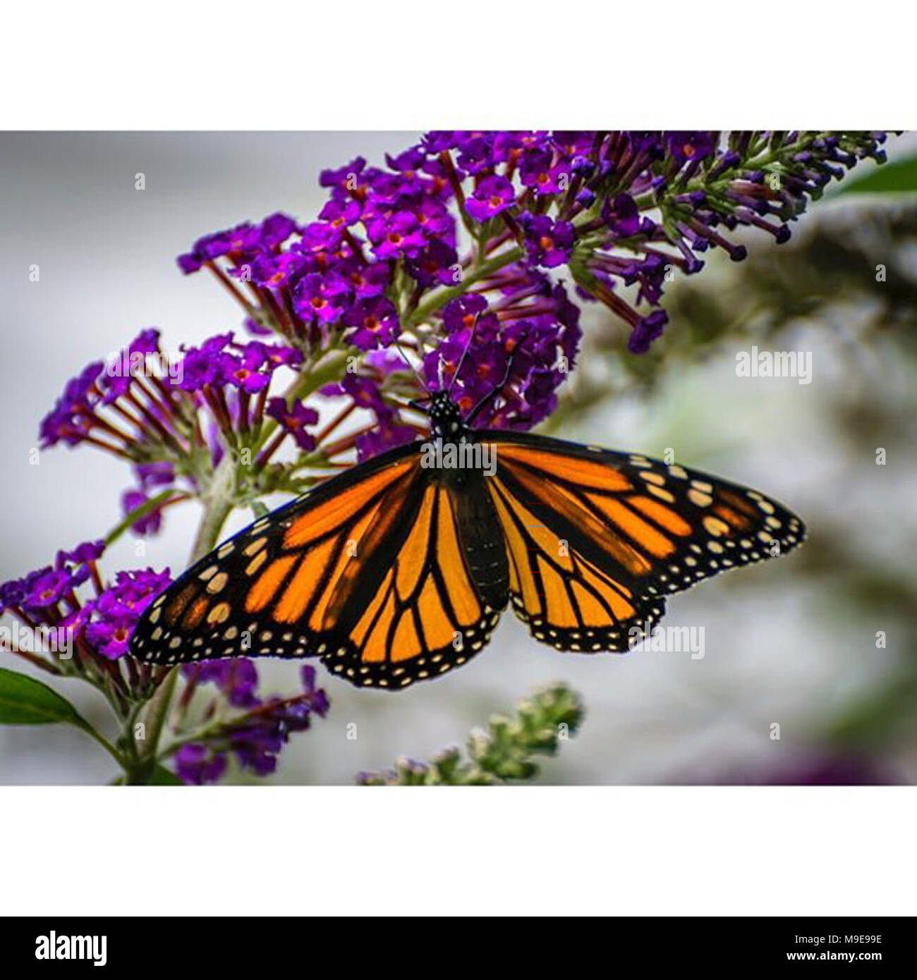 Maryland butterflies hi-res stock photography and images - Alamy