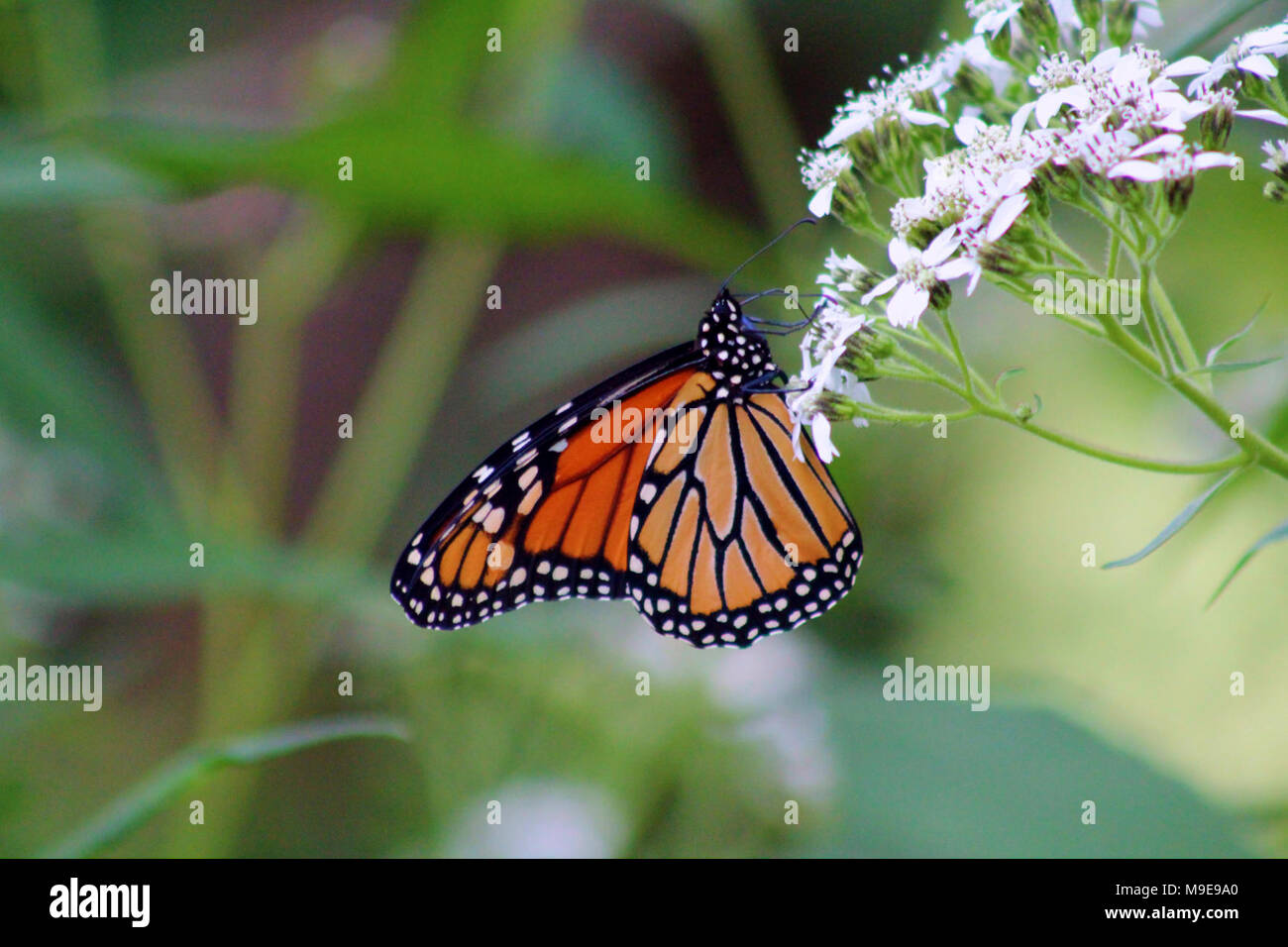 Monarch Butterfly in Tennessee Stock Photo - Alamy