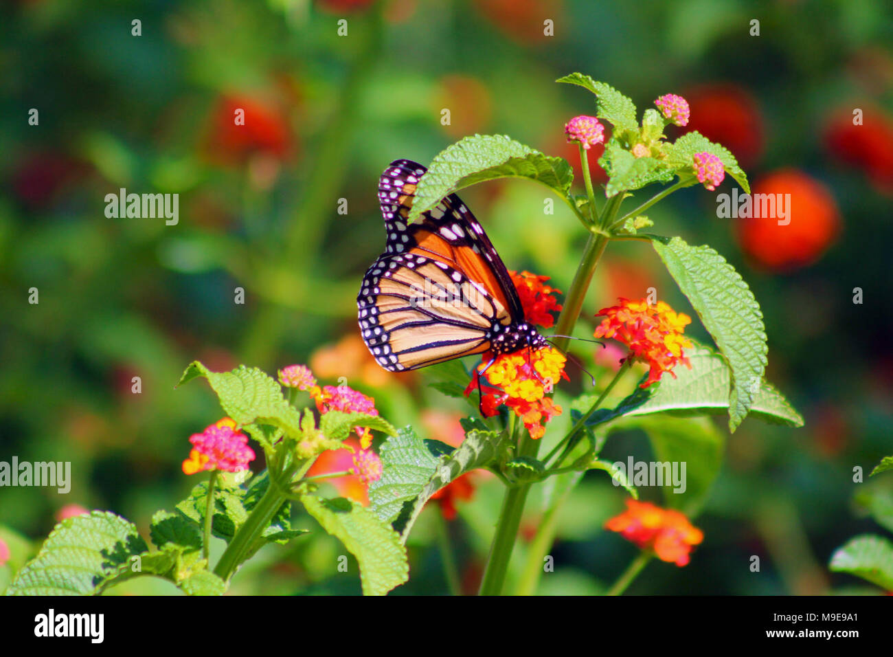 Monarch Butterfly in Connecticut Stock Photo - Alamy