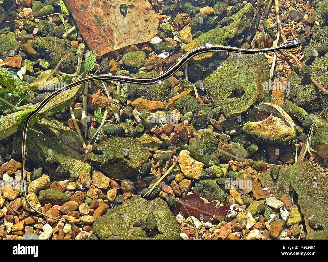 Swimming ribbon snake hi-res stock photography and images - Alamy