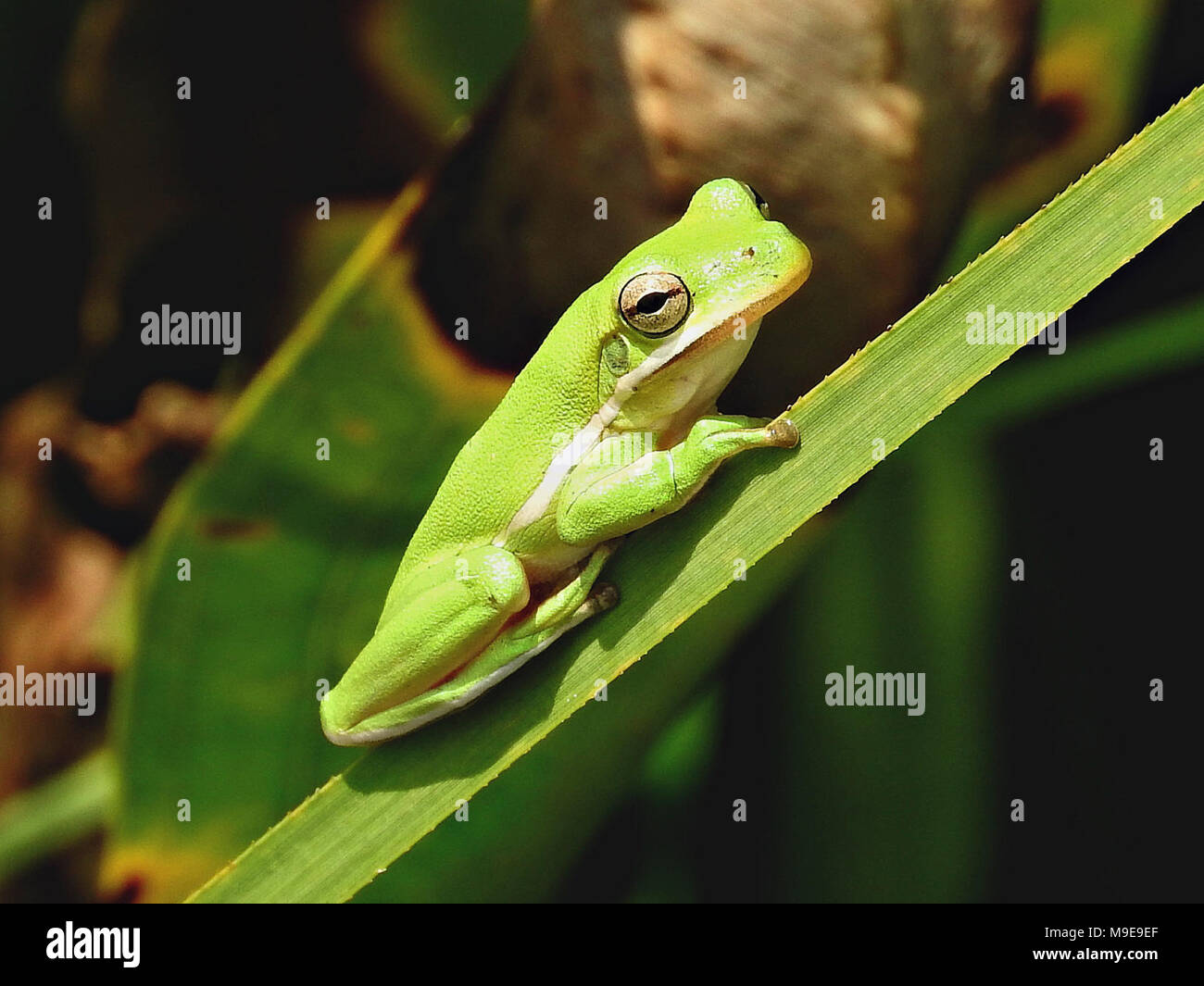 Tree frog habitat preservation hi-res stock photography and images - Alamy