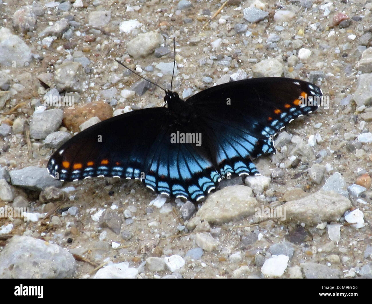 Red-spotted Purple Butterfly Stock Photo - Alamy