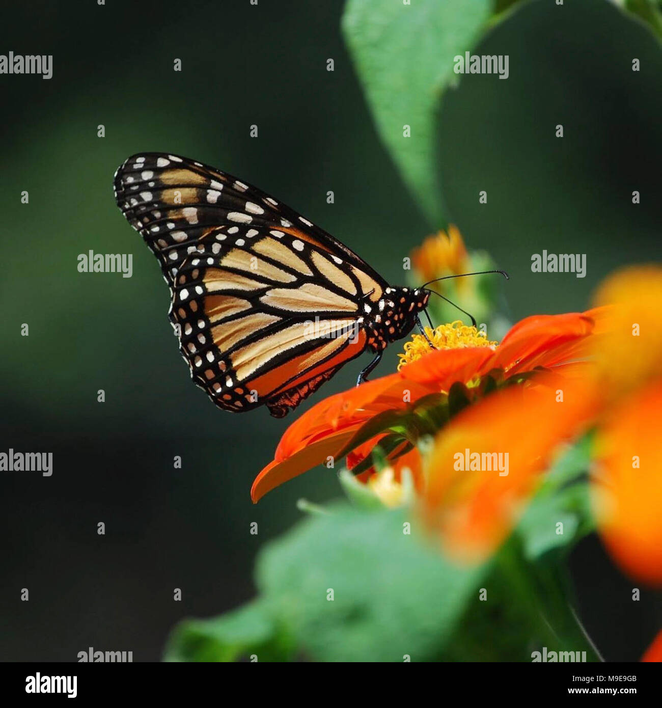 Monarch Butterfly in Ohio Stock Photo - Alamy