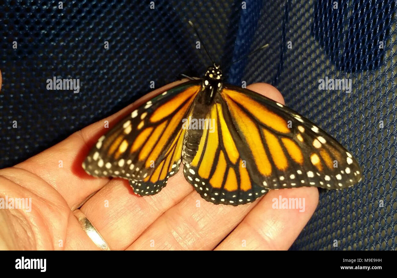Monarch Butterfly in California Stock Photo - Alamy