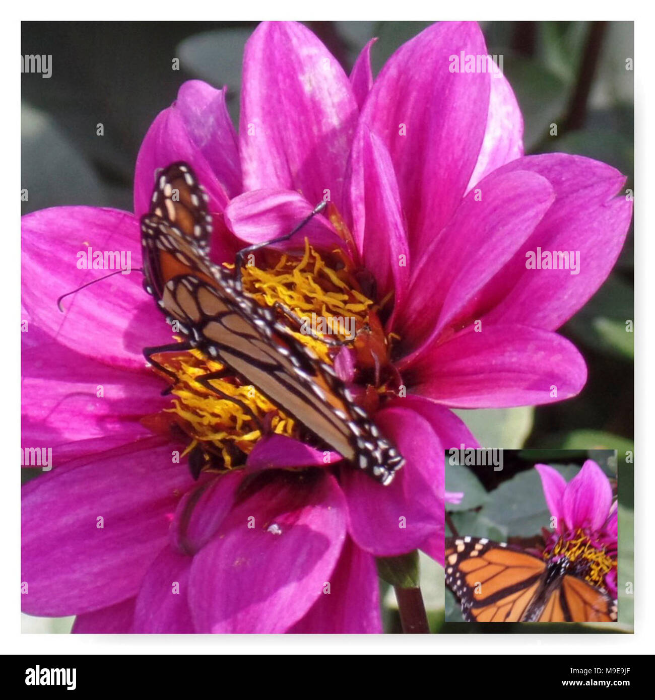 Butterfly fish animal in Cut Out Stock Images & Pictures - Alamy