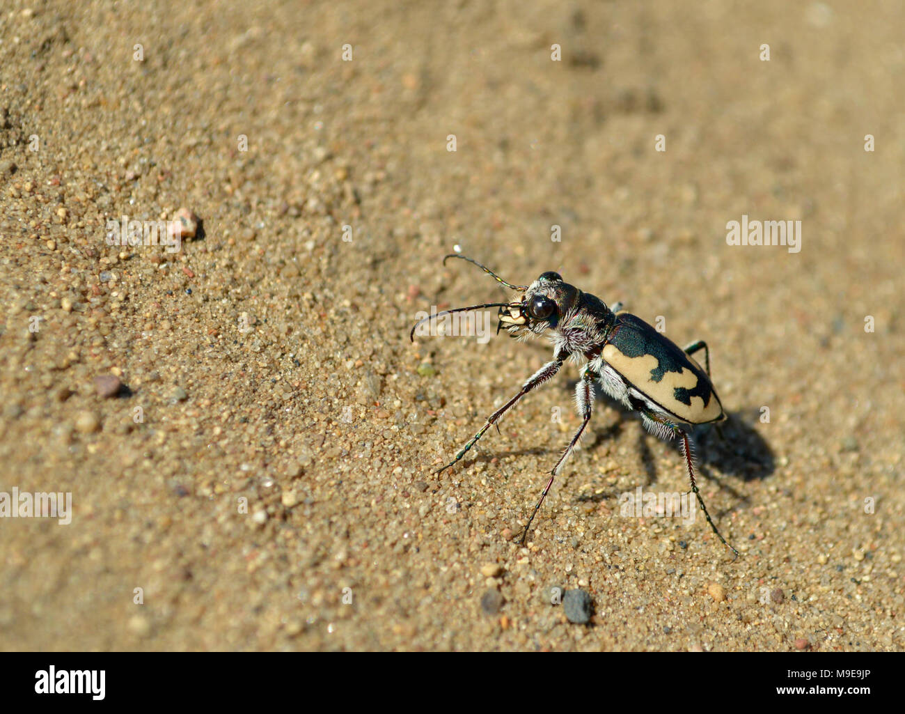 Big Sand Tiger Beetle Stock Photo - Alamy
